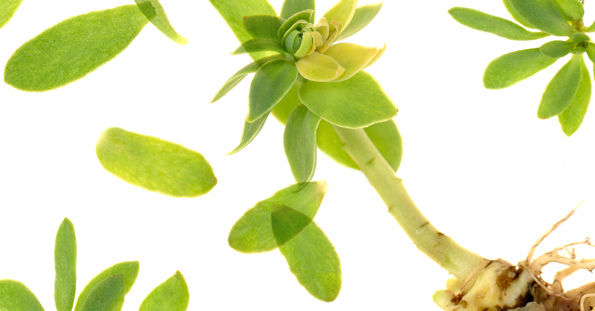 Rosenwurz (Rhodiola rosea) | Dr. Loges