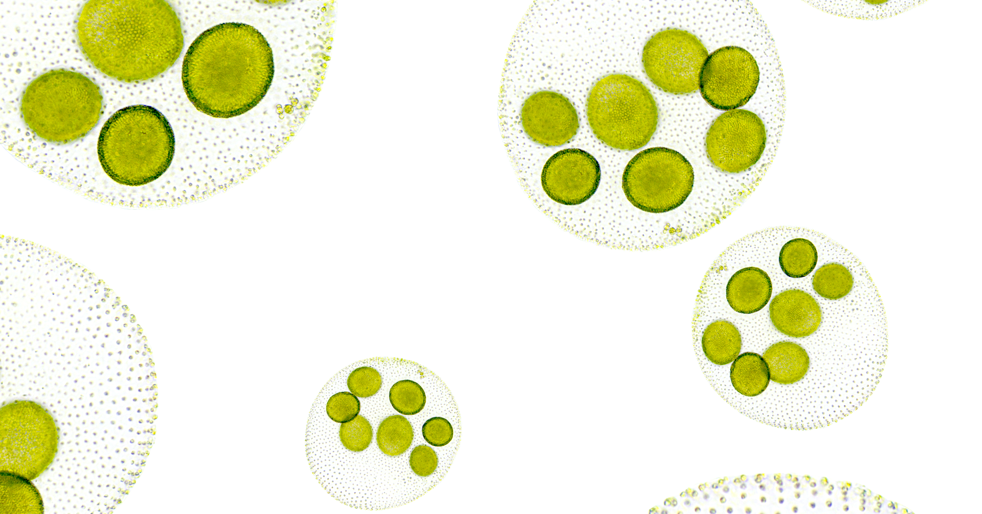 Pflanzliches Vitamin D | Dr. Loges