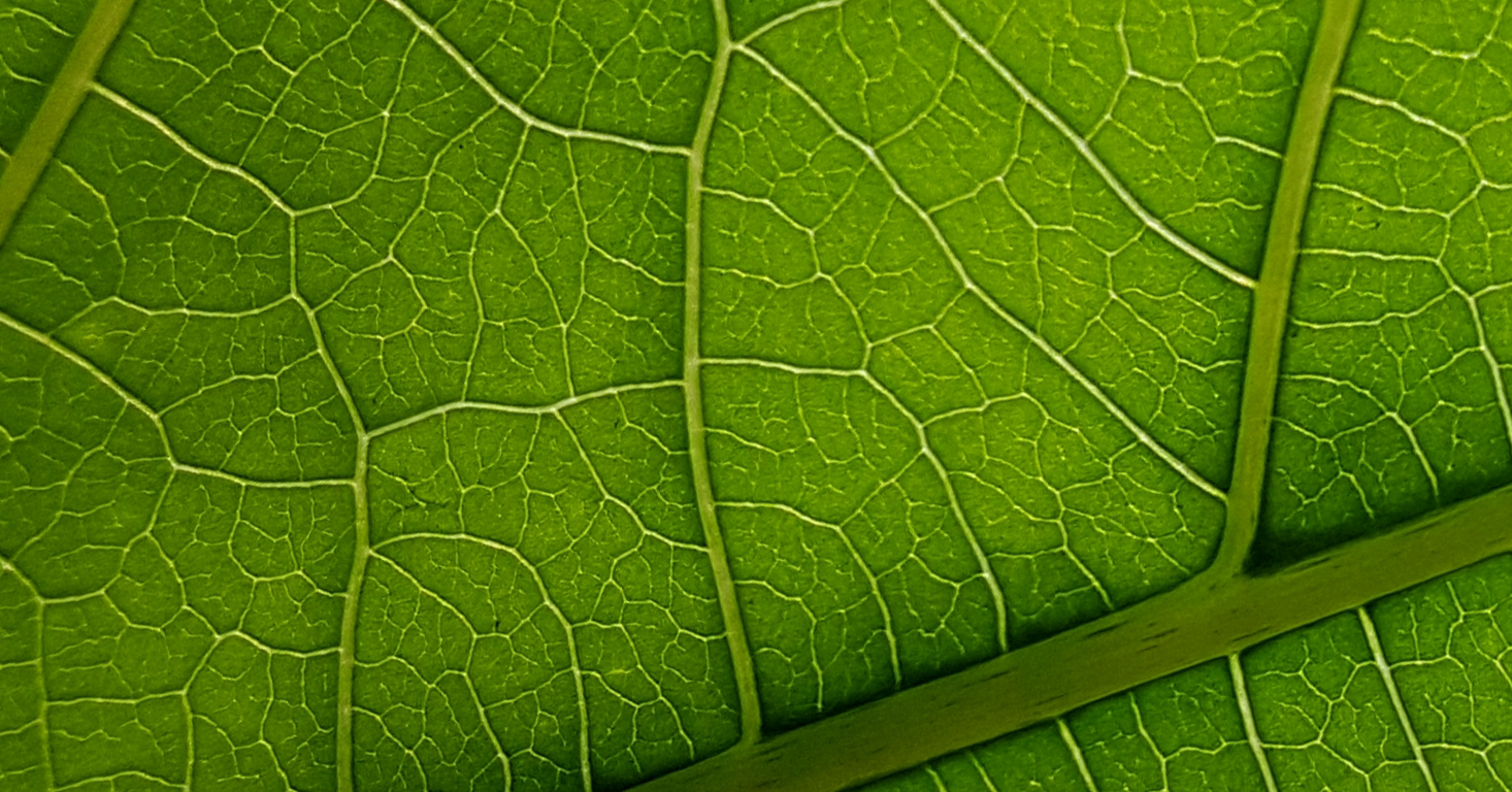 Kölner Liste | Dr. Loges